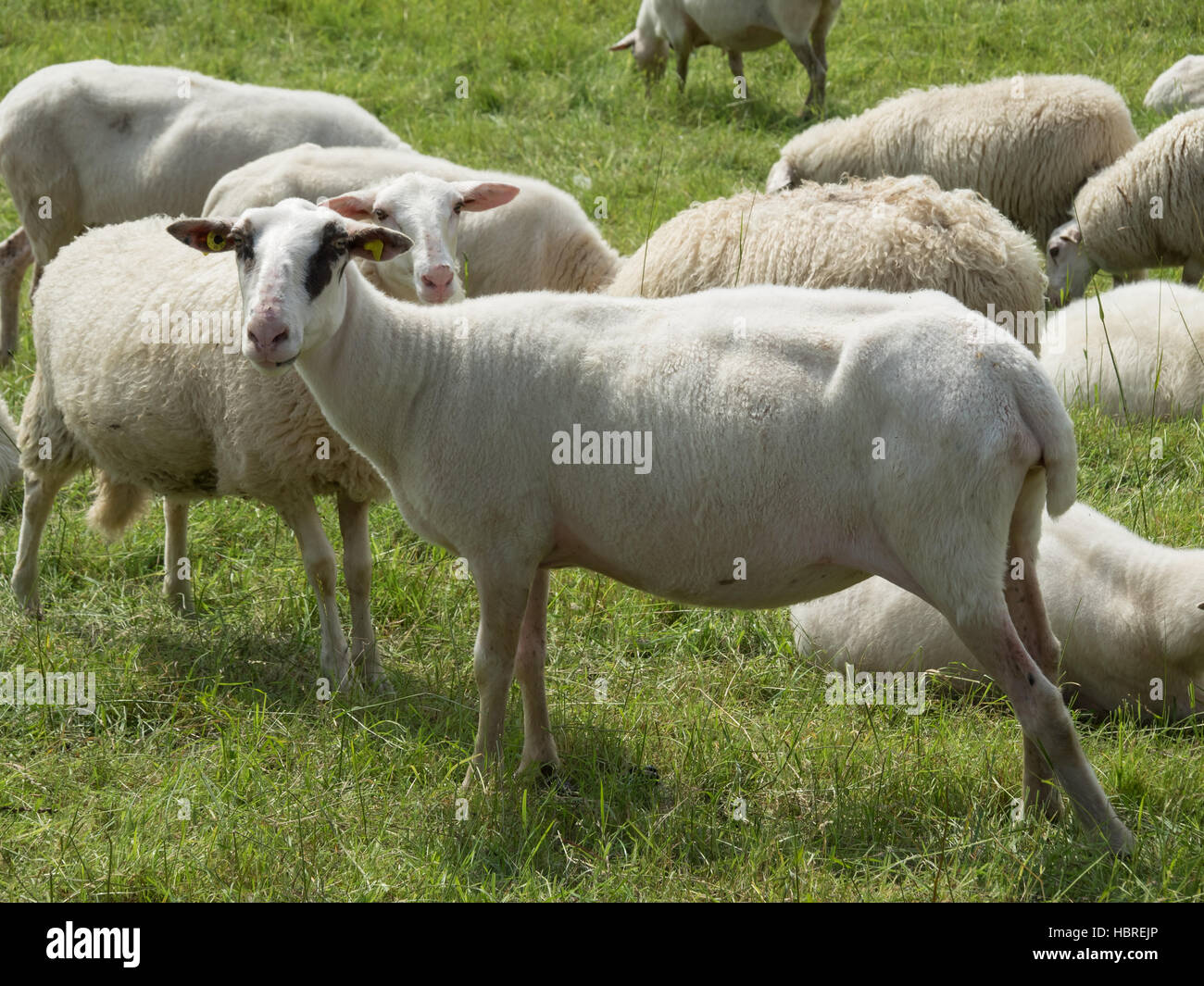 Sheeps river hi-res stock photography and images - Alamy