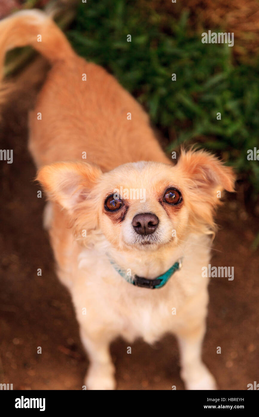 Small long haired Chihuahua mixed breed Stock Photo - Alamy