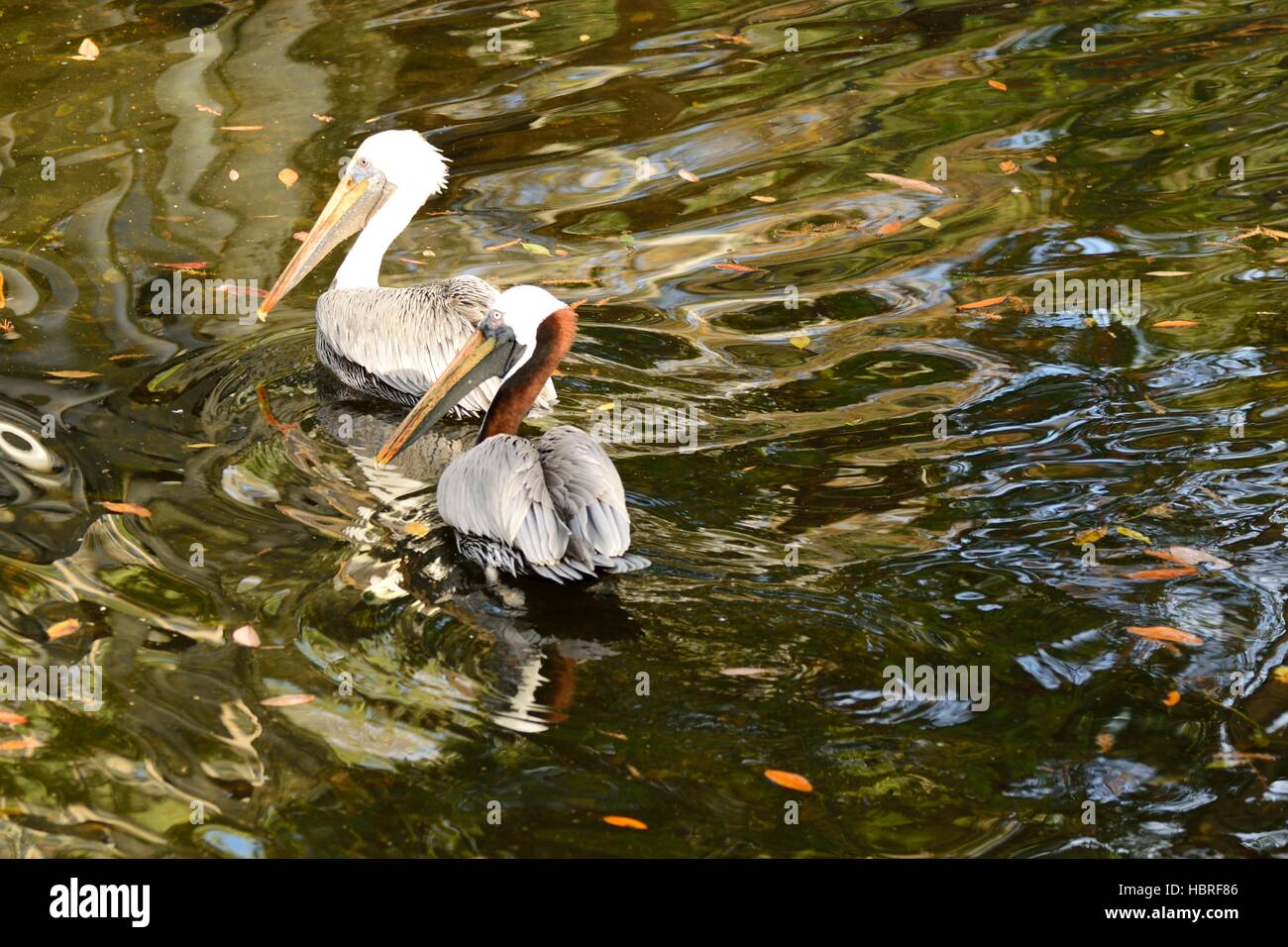 Dark body pelican hi-res stock photography and images - Alamy