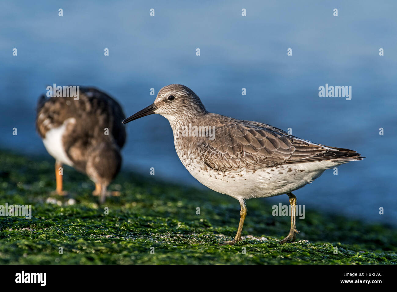 Turnstone In Winter Plumage High Resolution Stock Photography and ...