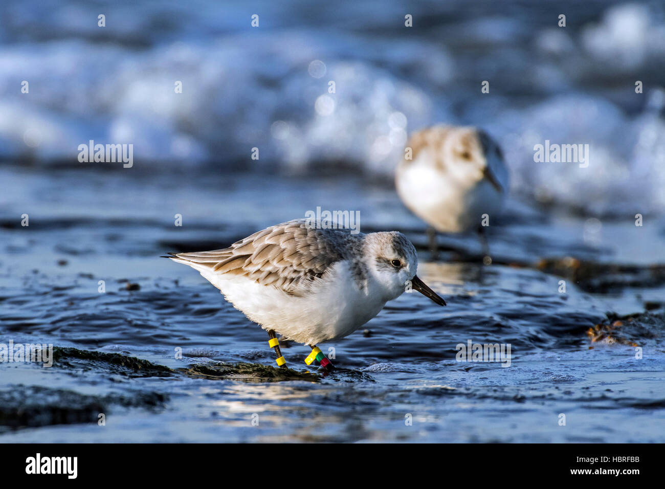 Birds with yellow legs hi-res stock photography and images - Alamy