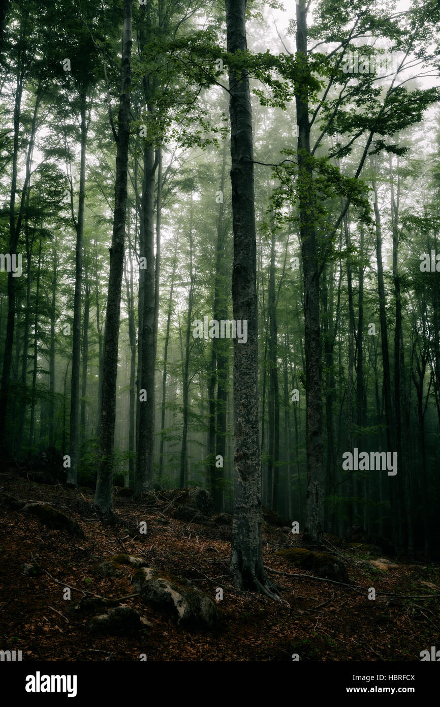 Dark blurry dreamy dramatic mood hi-res stock photography and images ...