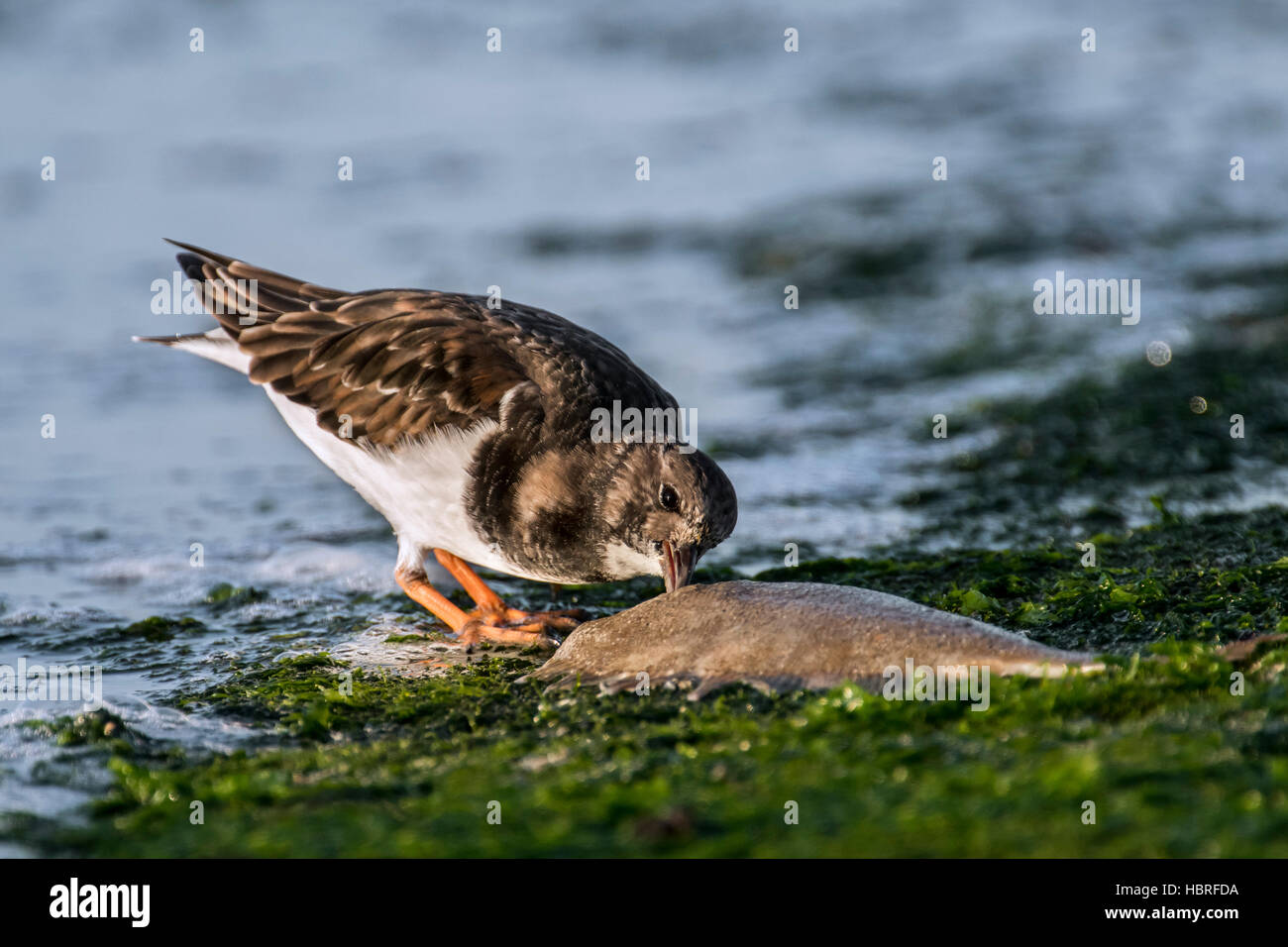 Ruddy turnstone (Arenaria interpres) in non-breeding winter plumage ...