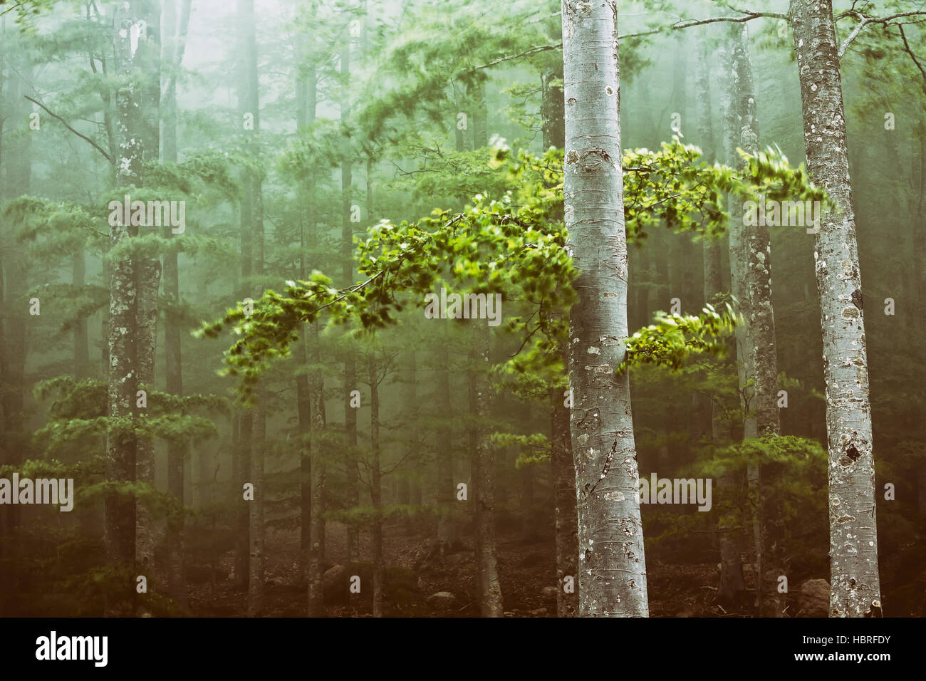 Trees in the forest moved by the wind Stock Photo - Alamy