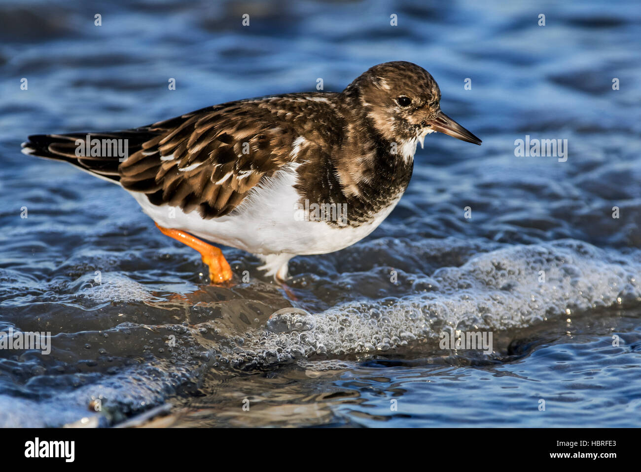 Ruddy turnstone (Arenaria interpres) in non-breeding winter plumage ...