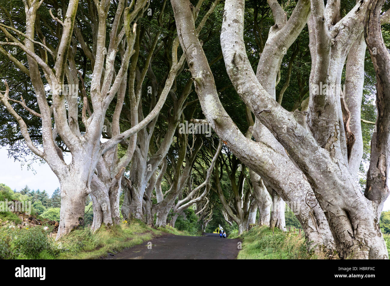 Magical forest, Northern Ireland Stock Photo - Alamy