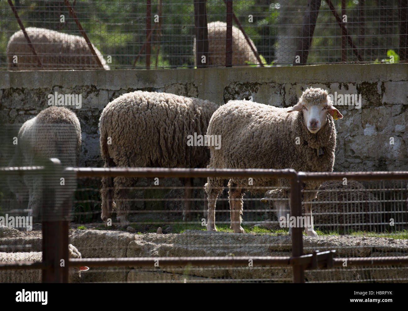 Lambs In Sheepfold High Resolution Stock Photography and Images - Alamy