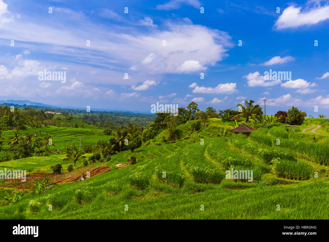 Rice fields - Bali island Indonesia Stock Photo - Alamy