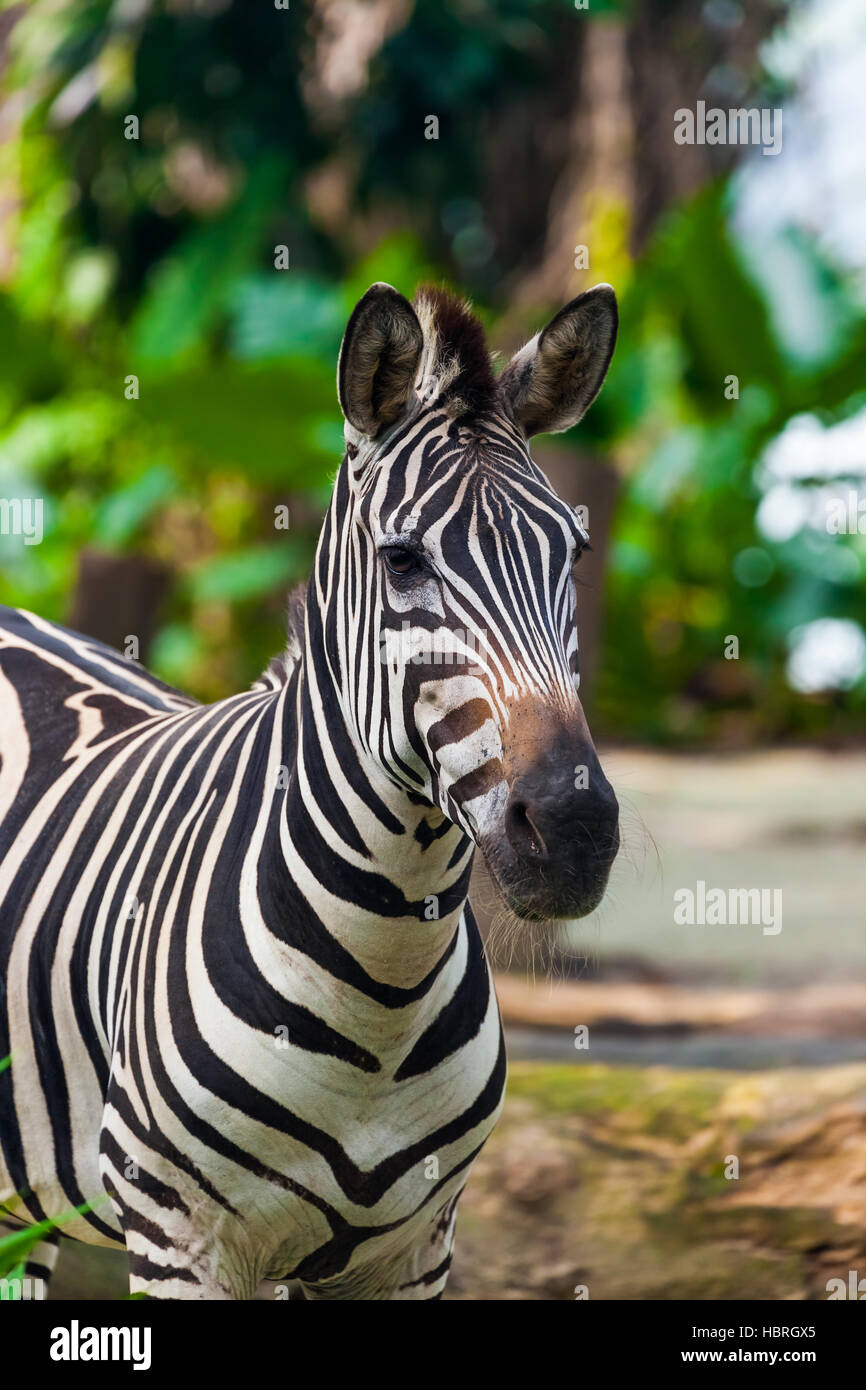 Calf zebra hi-res stock photography and images - Alamy