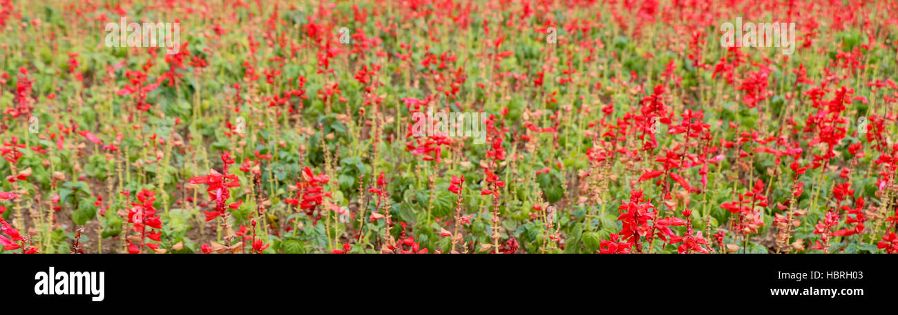 Field covered with beautiful flowers in summer time Stock Photo - Alamy