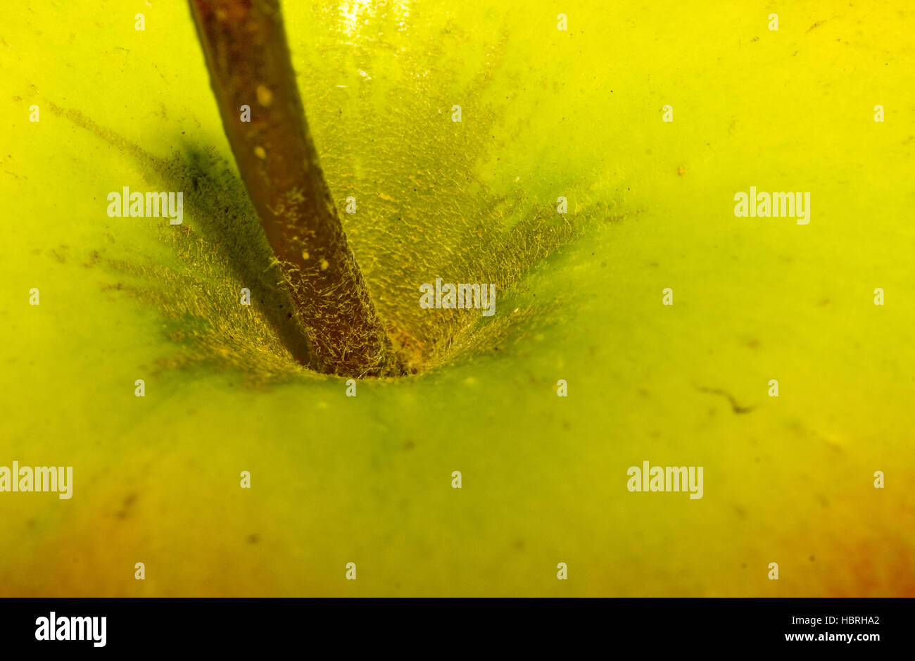 Stalk rot hi-res stock photography and images - Alamy