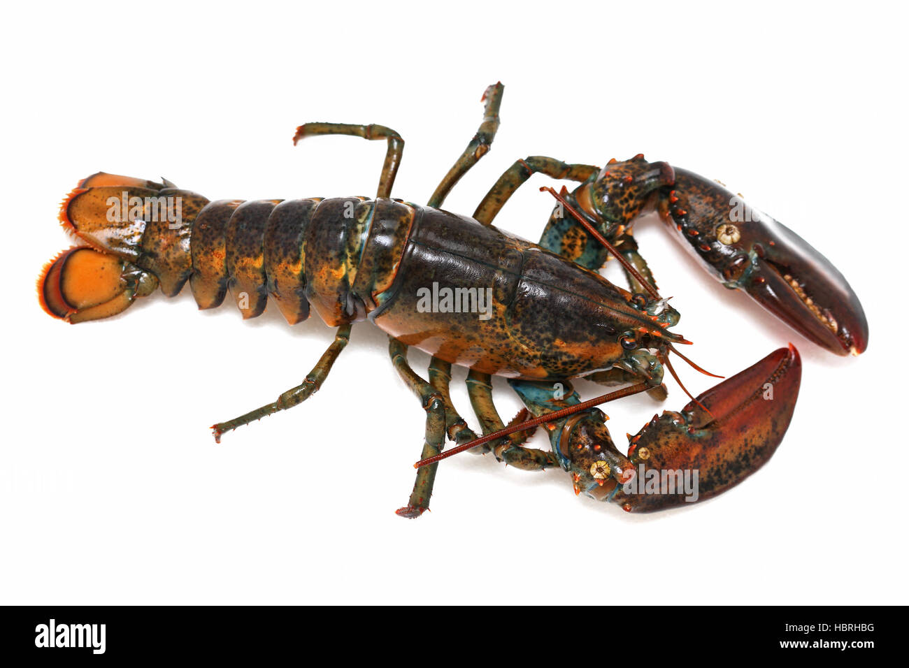 Lobster alive hi-res stock photography and images - Alamy