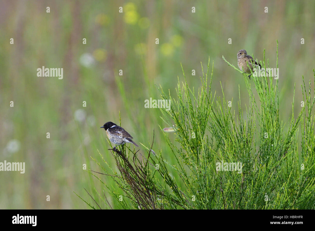 Young male stonechat saxicola rubicola hi-res stock photography and ...