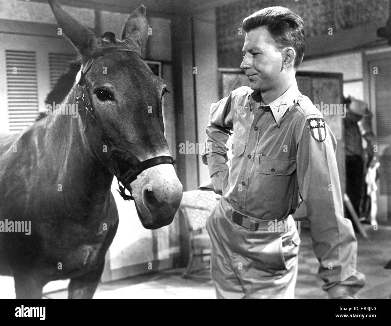 FRANCES, (aka FRANCES THE TALKING MULE), Donald O'Connor, 1950 Stock ...
