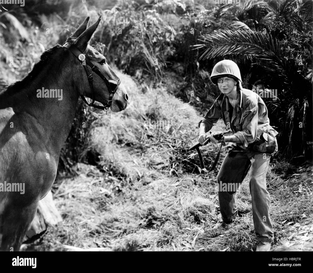 FRANCIS, (aka FRANCIS THE TALKING MULE), Donald O'Connor, 1950 Stock ...