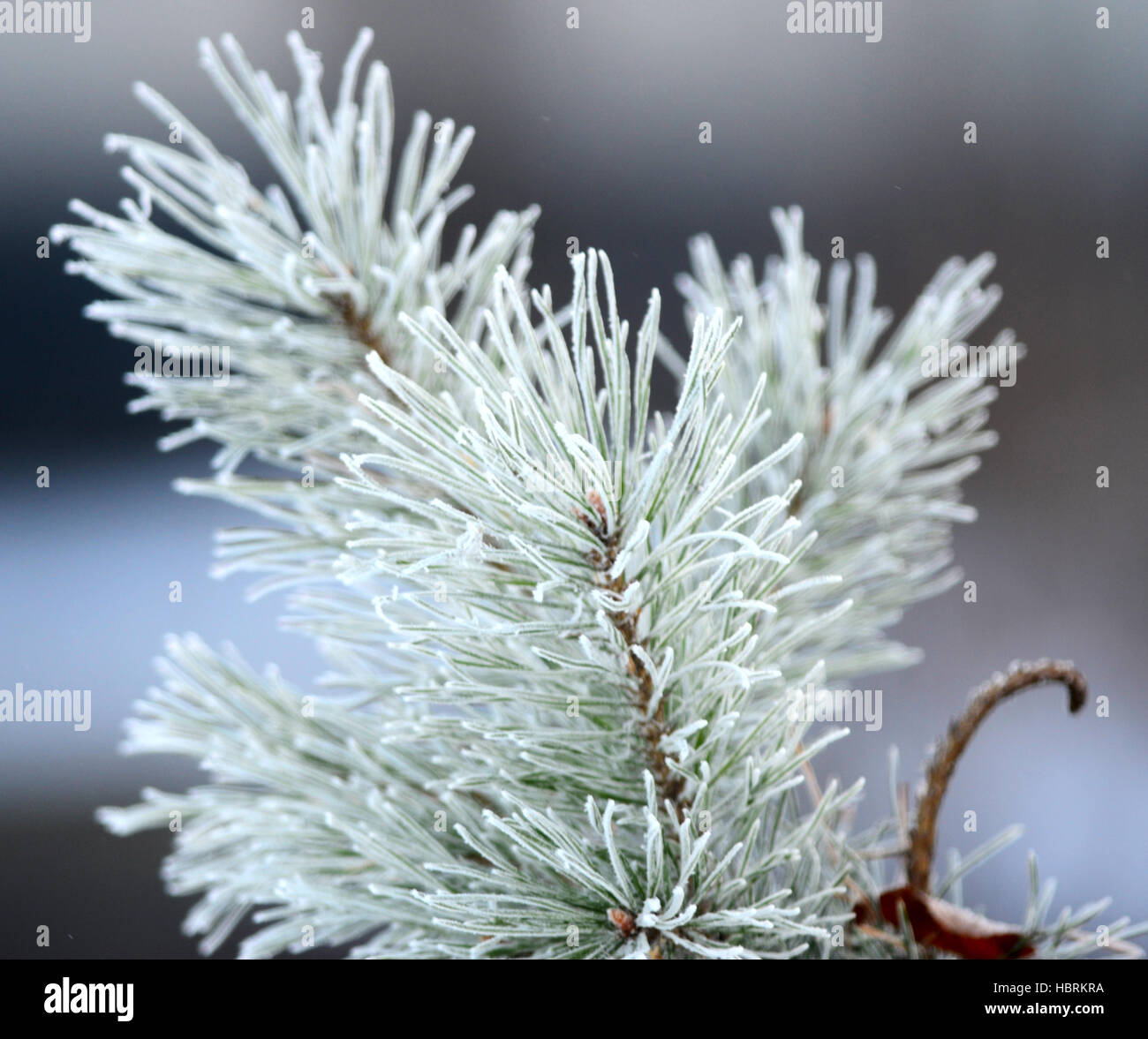 Evergreen pine tree woods covering hi-res stock photography and images ...