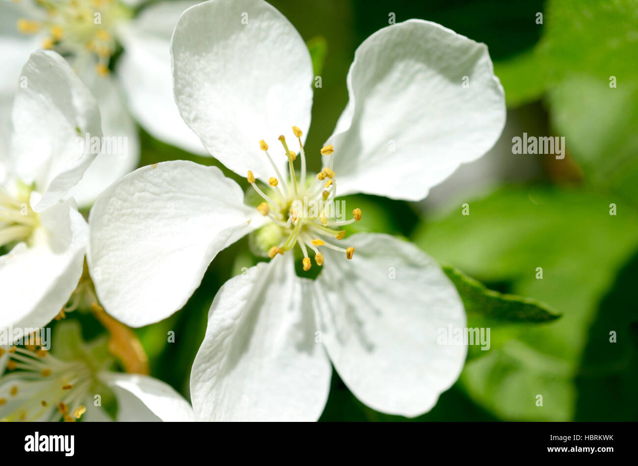Shoot of apple hi-res stock photography and images - Alamy
