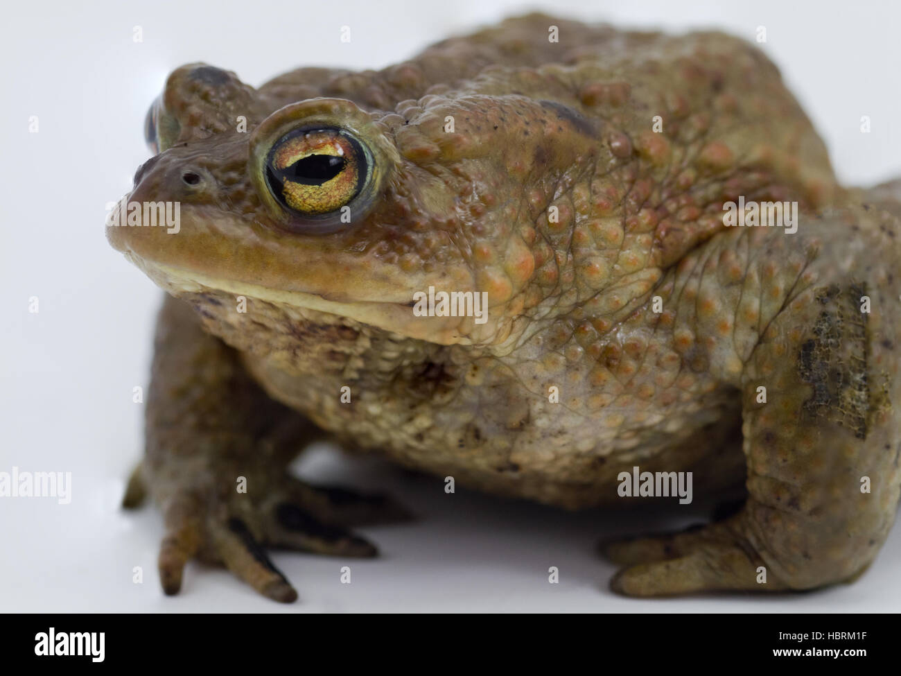 Daumenschwielen hi-res stock photography and images - Alamy