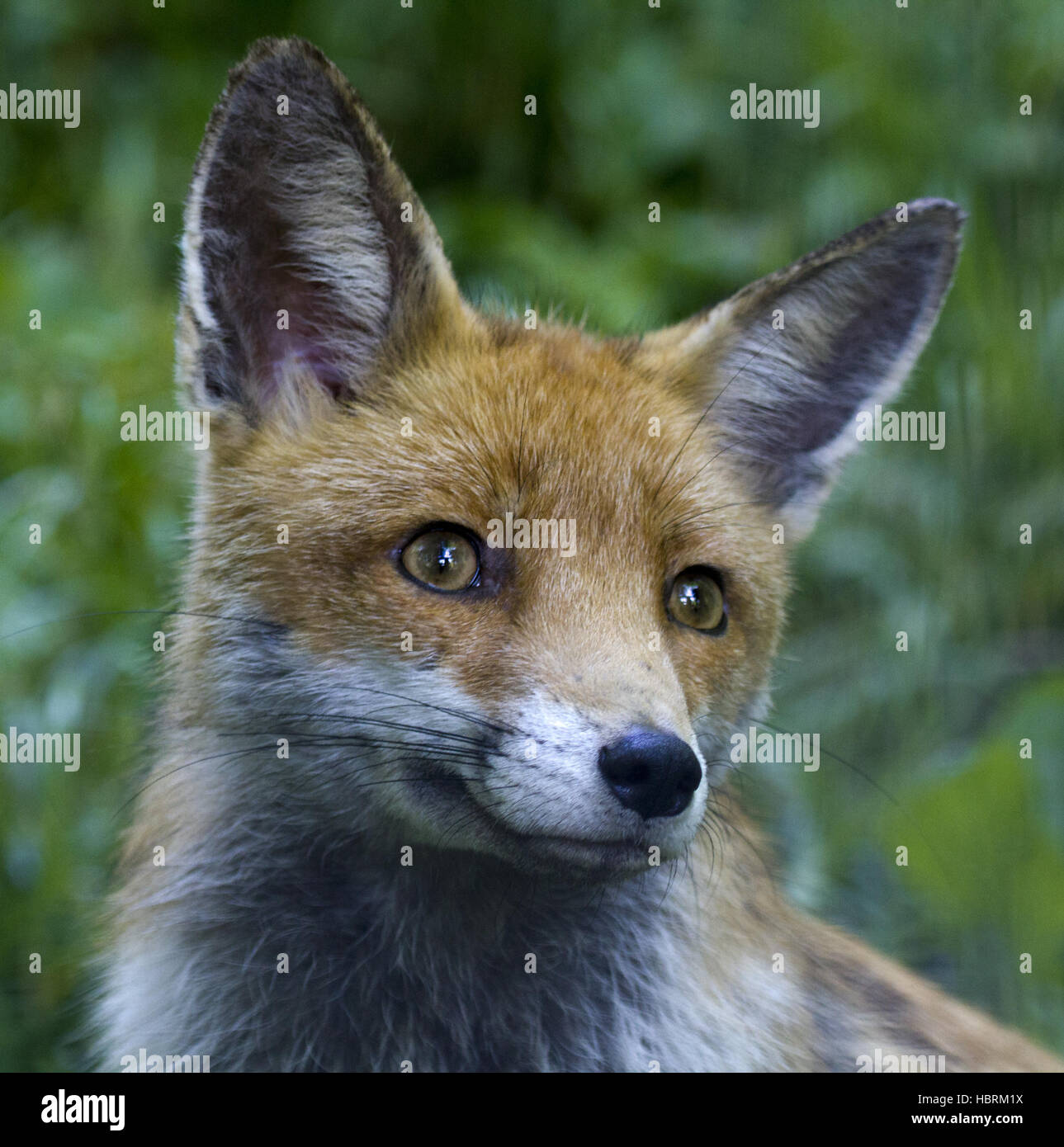Fox head front hi-res stock photography and images - Alamy