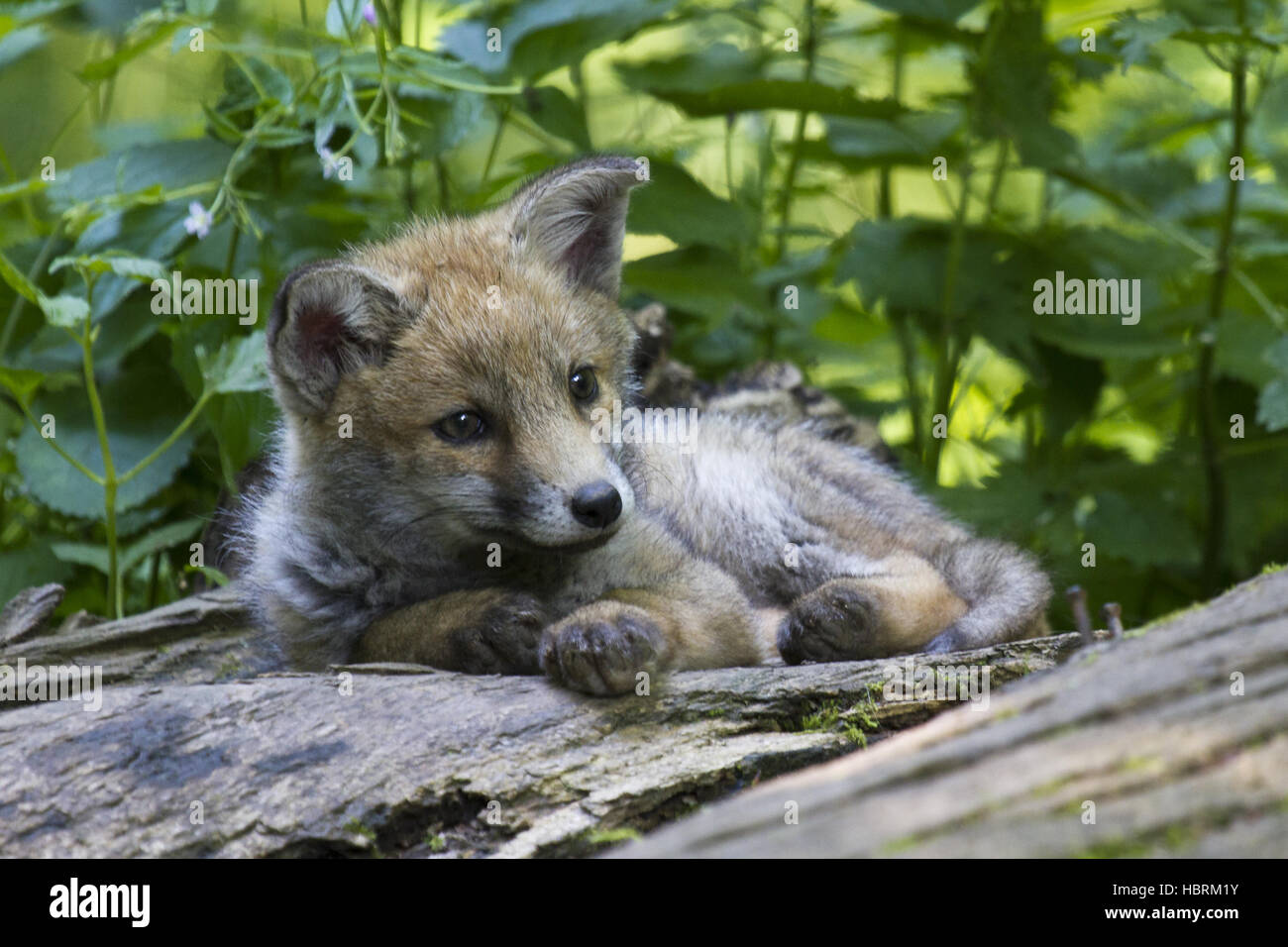 juvenile red fox Stock Photo - Alamy