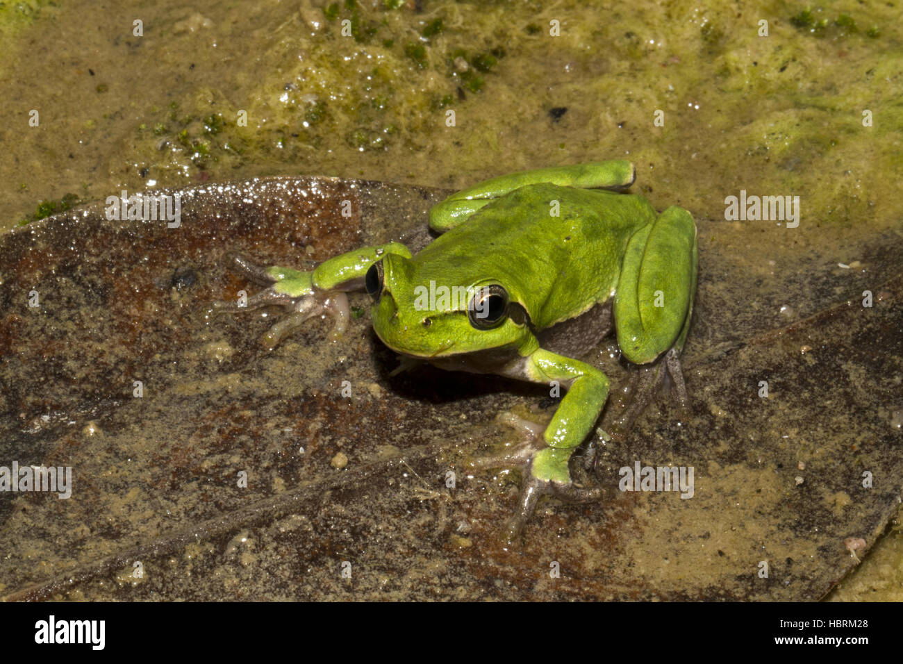 Tyrrhenian tree frog hi-res stock photography and images - Alamy