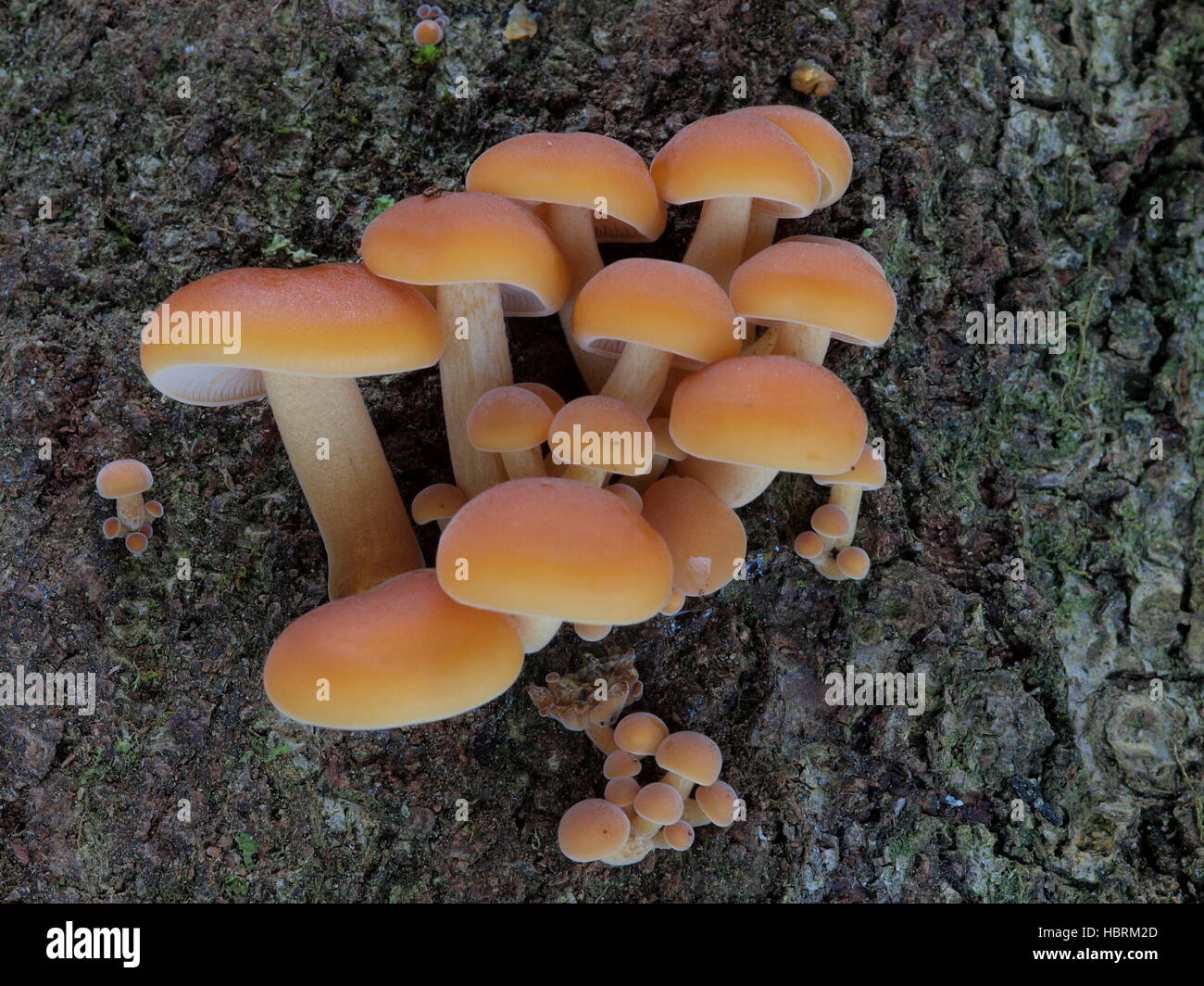 Velvet foot, Enoki Stock Photo - Alamy