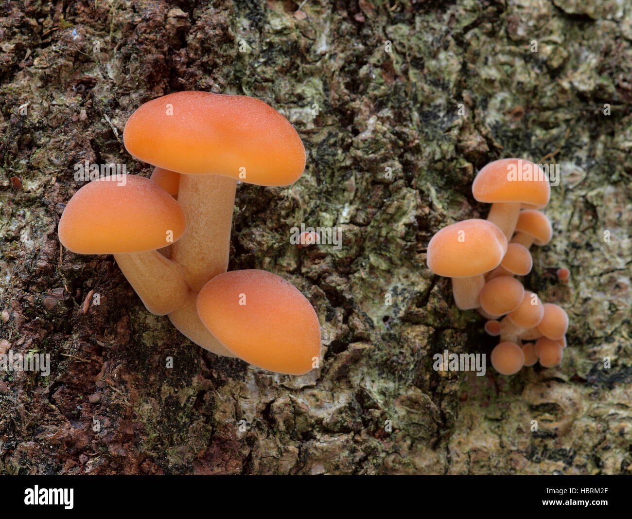 Velvet foot hi-res stock photography and images - Alamy