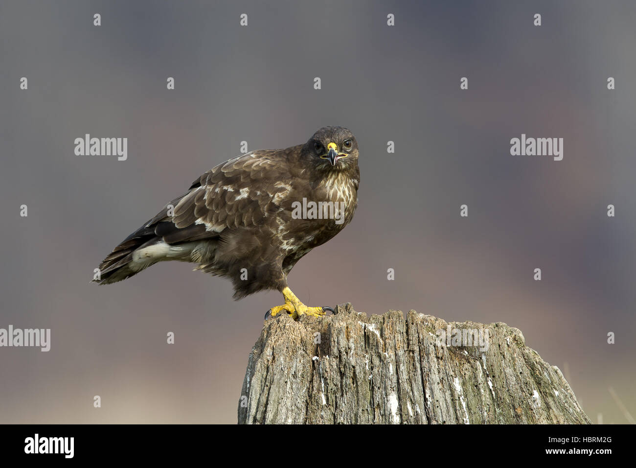 sitting common buzzard Stock Photo - Alamy