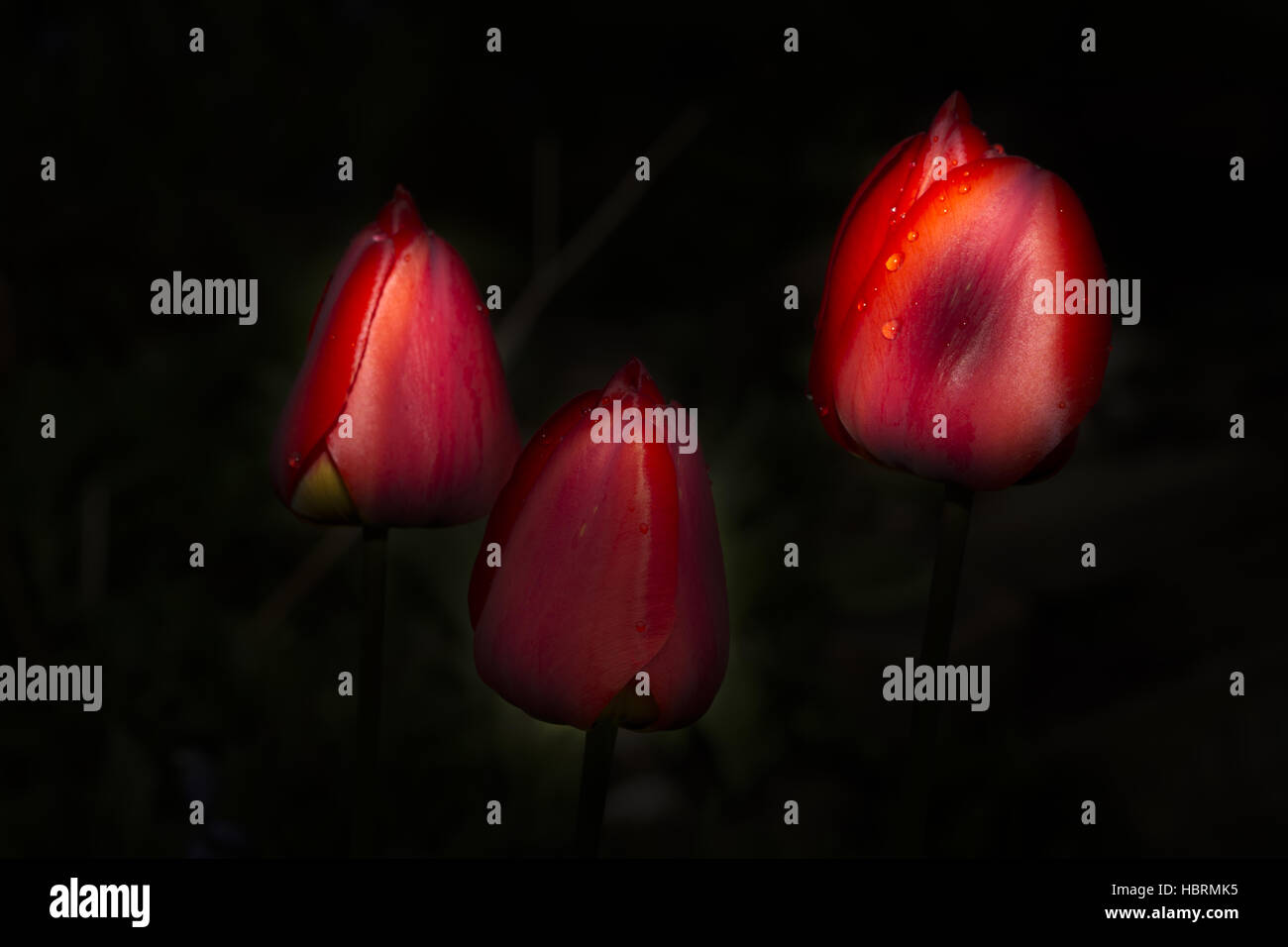 3 tulpen hi-res stock photography and images - Alamy
