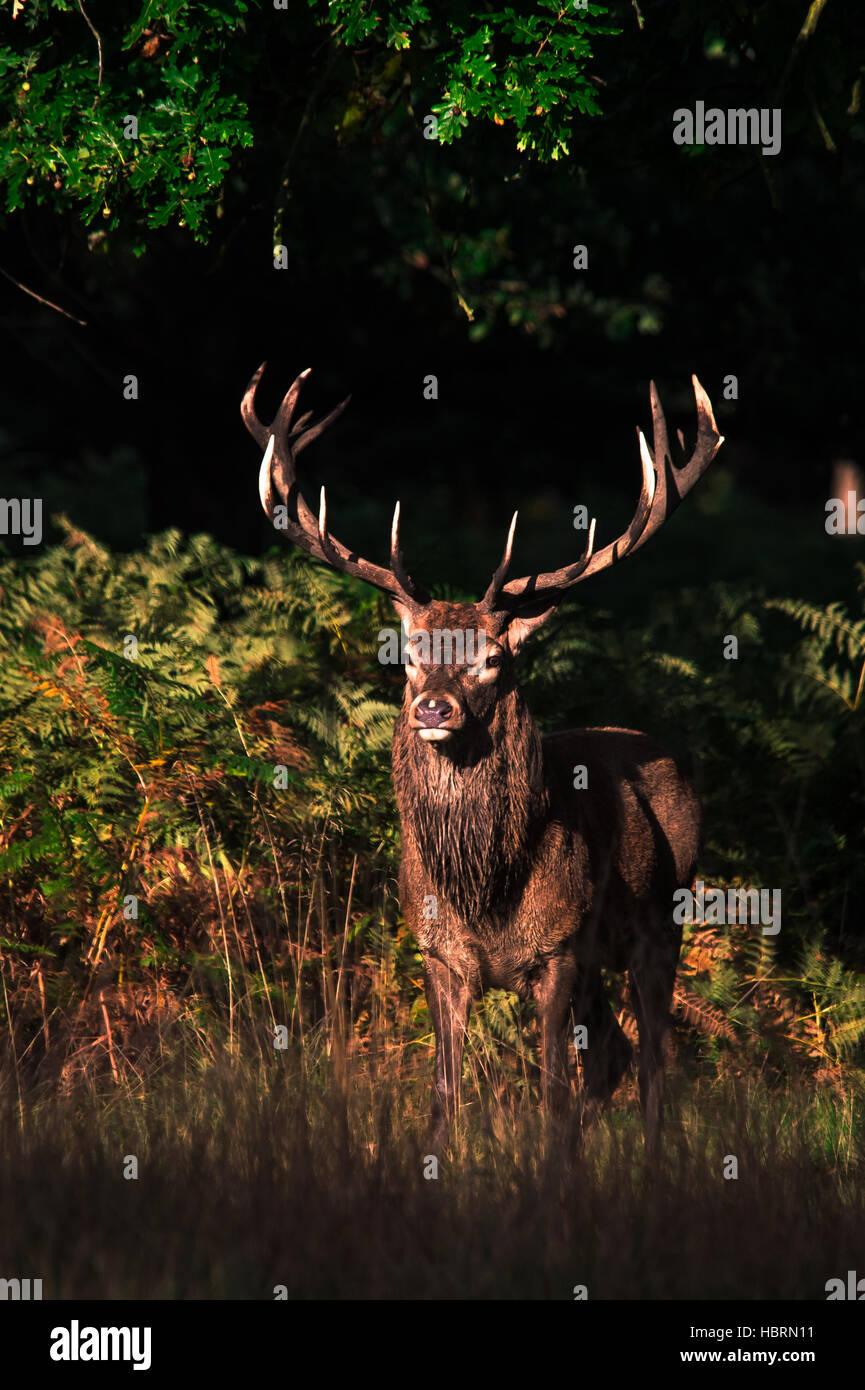 Red Stag Deer Wallpaper