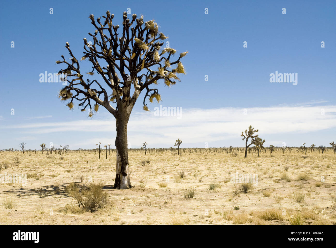 Burned joshua tree hi-res stock photography and images - Alamy
