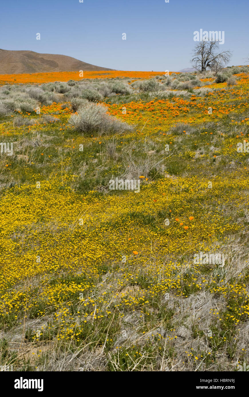 0016 hi-res stock photography and images - Alamy