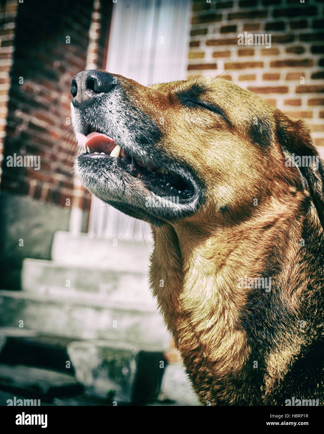 Can Dogs Sneeze On Command