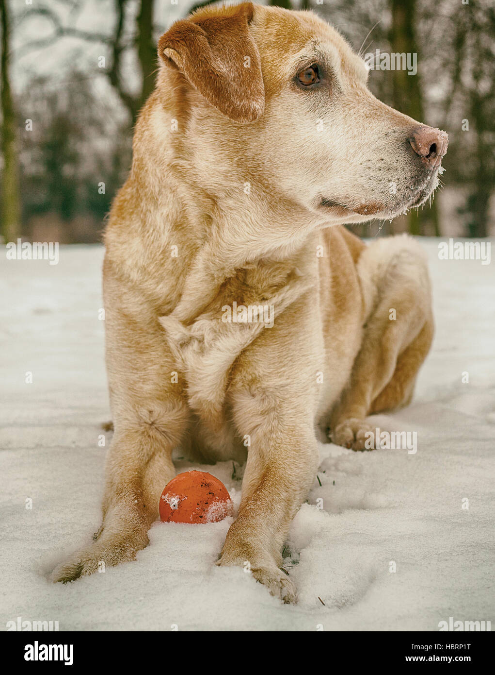 Labrador snow nose hi-res stock photography and images - Alamy