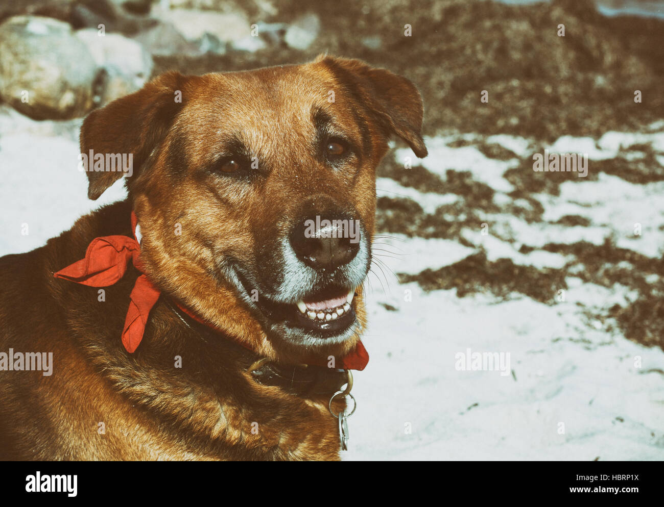 Hund lachelt hi-res stock photography and images - Alamy