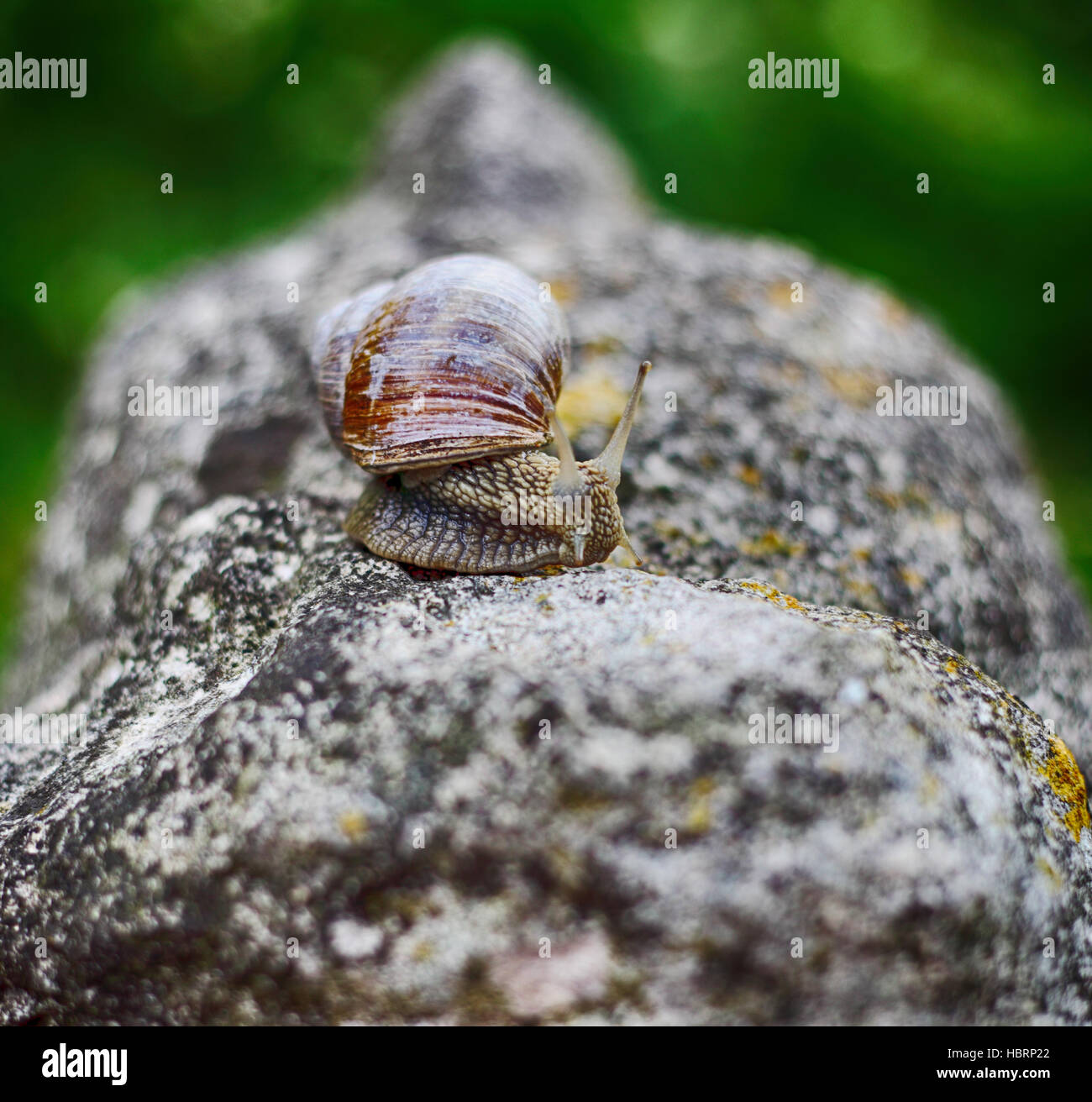 snail Stock Photo - Alamy