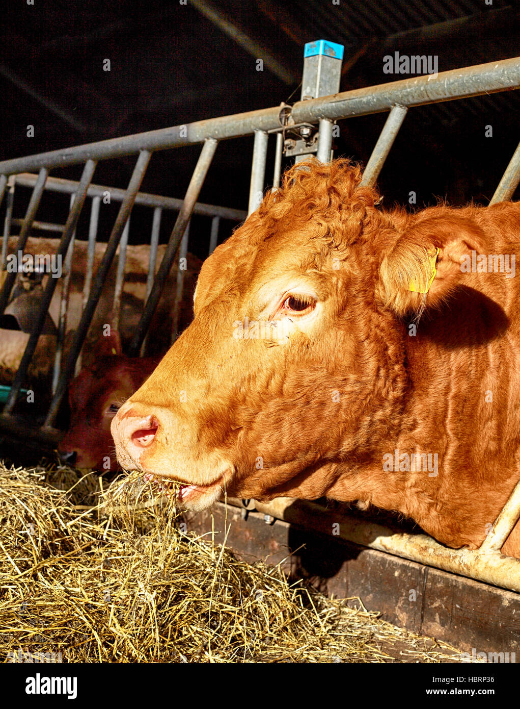 Gross Kuh High Resolution Stock Photography and Images - Alamy