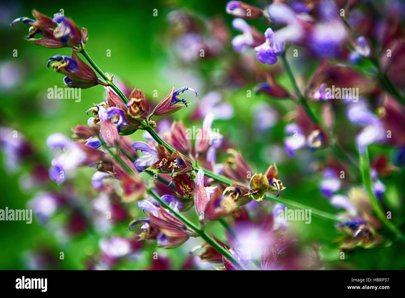 Lisa flower hi-res stock photography and images - Alamy