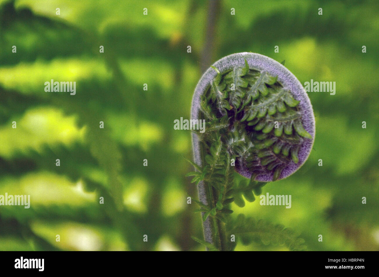 Spiral of young fern in spring, close-up Stock Photo - Alamy