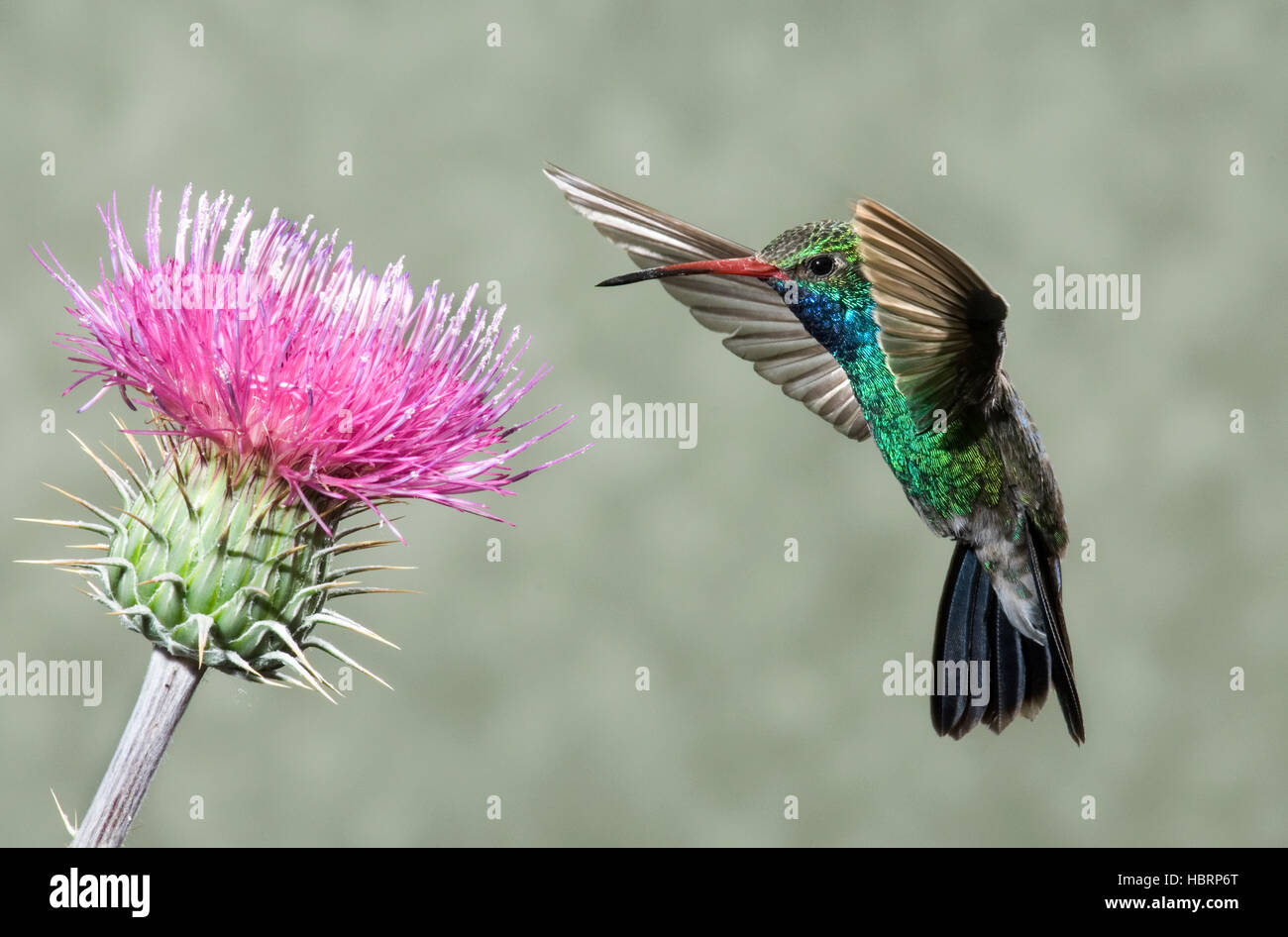Male Broadbill Hummingbird feeding on desert flower, a star thistle, in ...