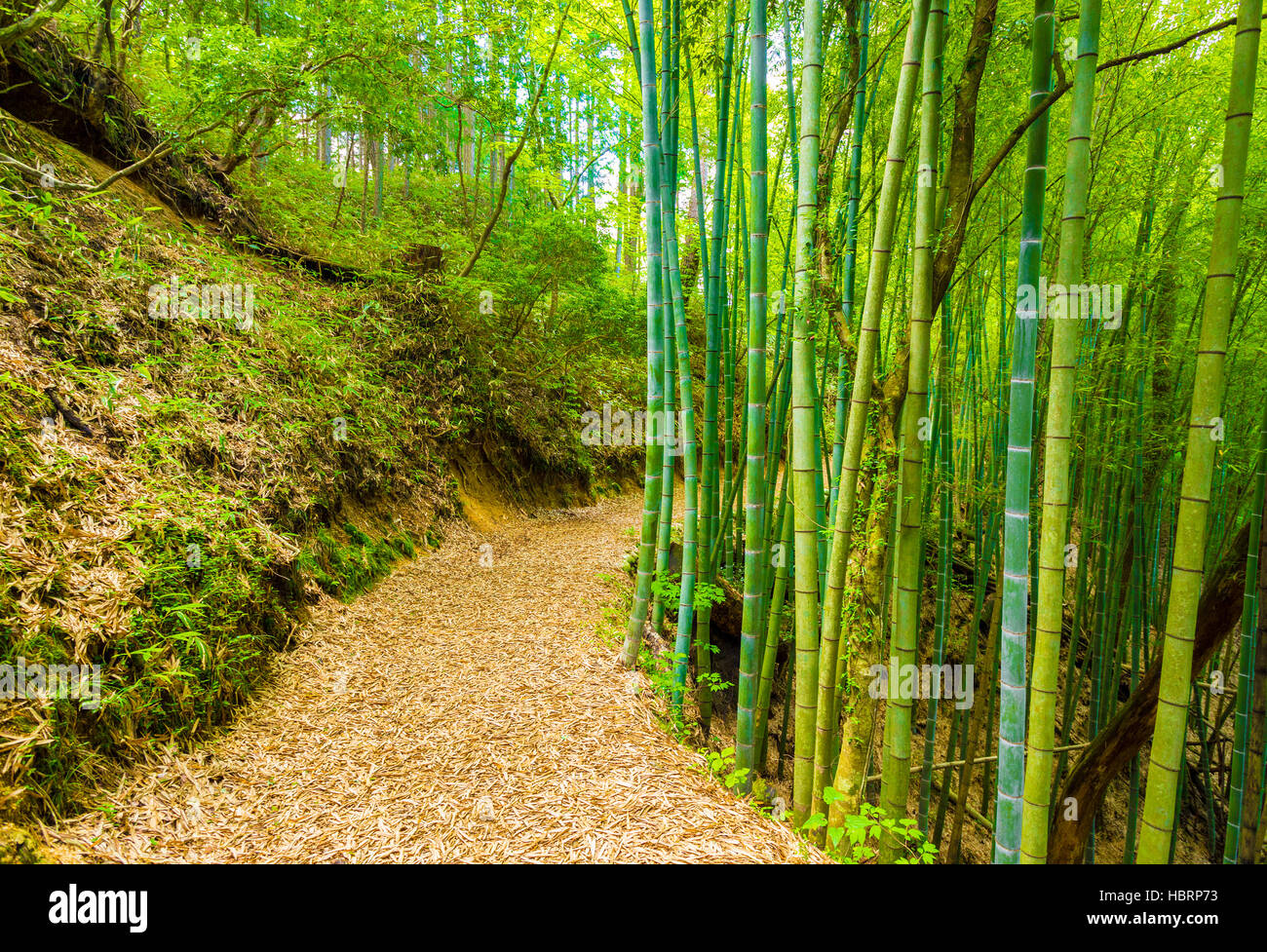 Bamboo Forest Path
