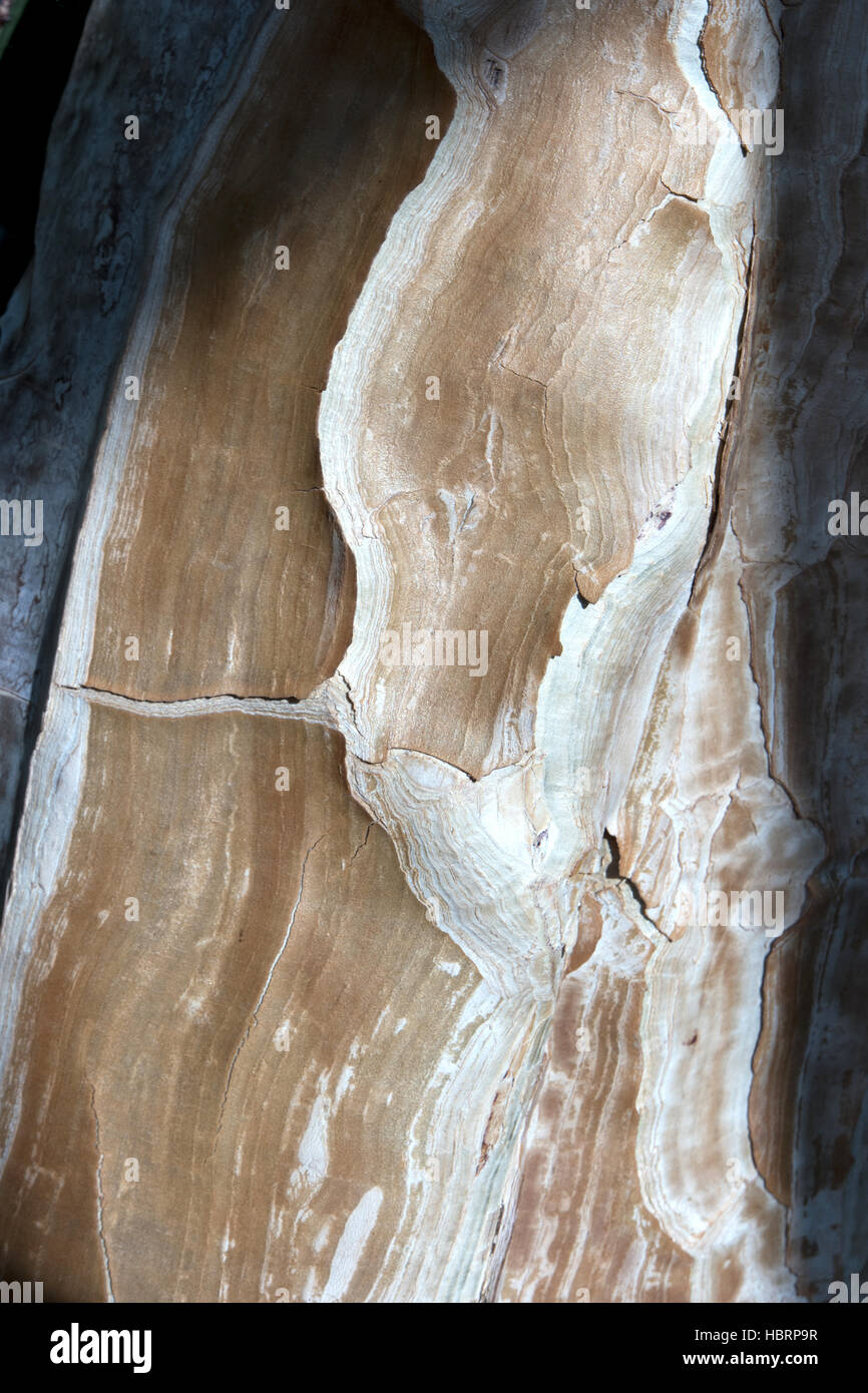 Detail of a tree bark Stock Photo - Alamy
