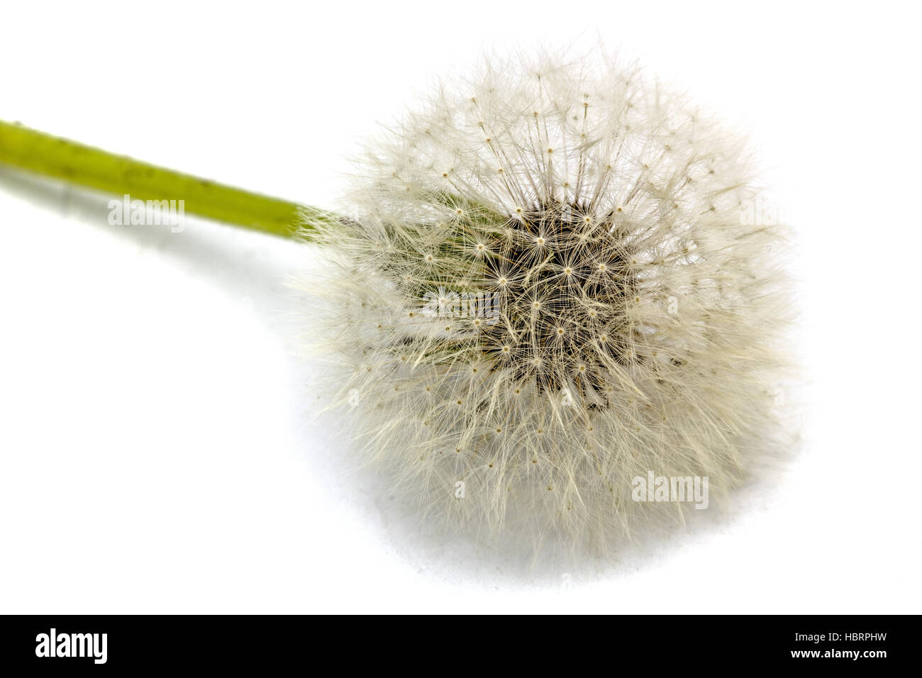 Old dandelion isolated on white background Stock Photo - Alamy