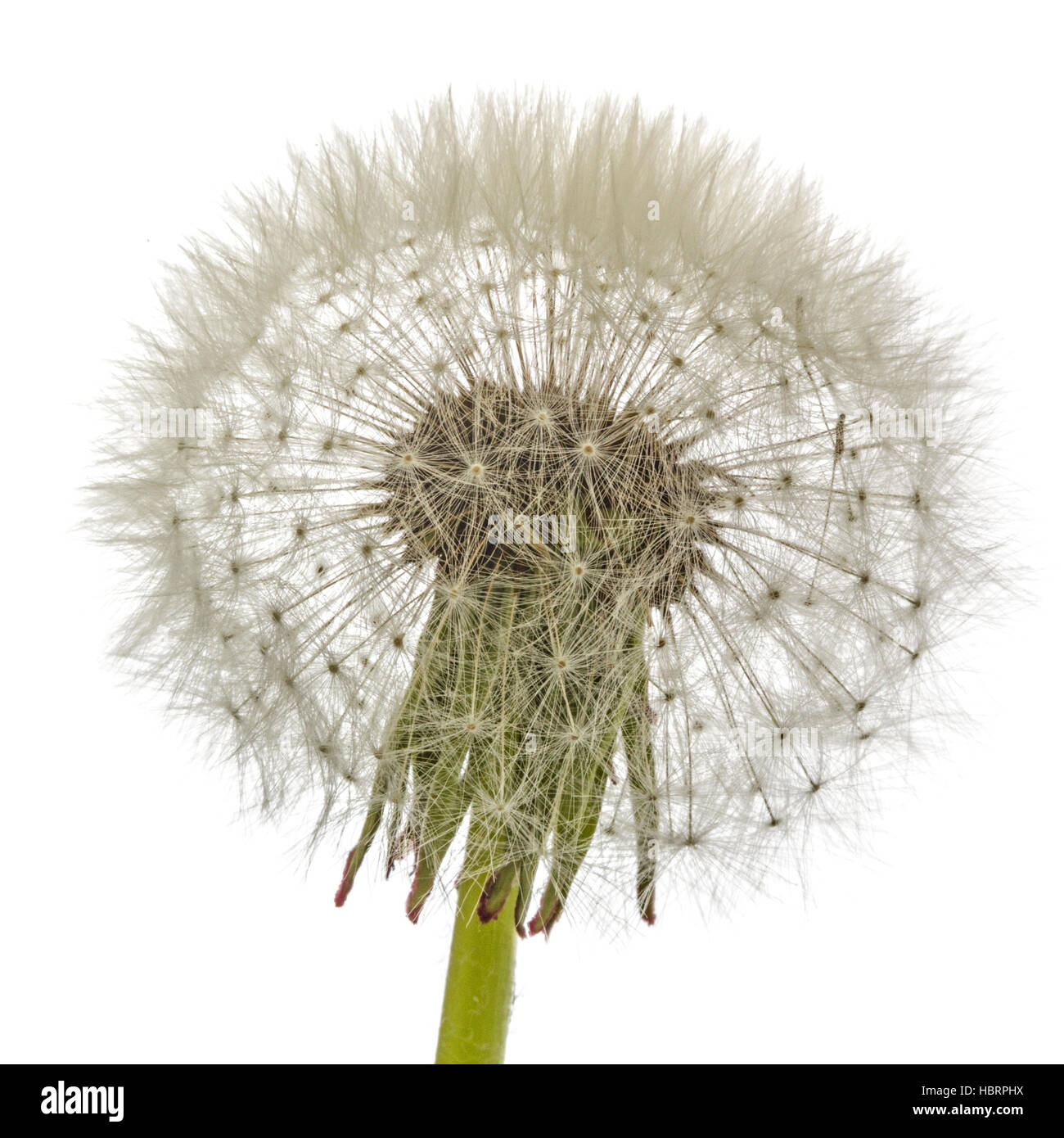 Old dandelion isolated on white background Stock Photo - Alamy