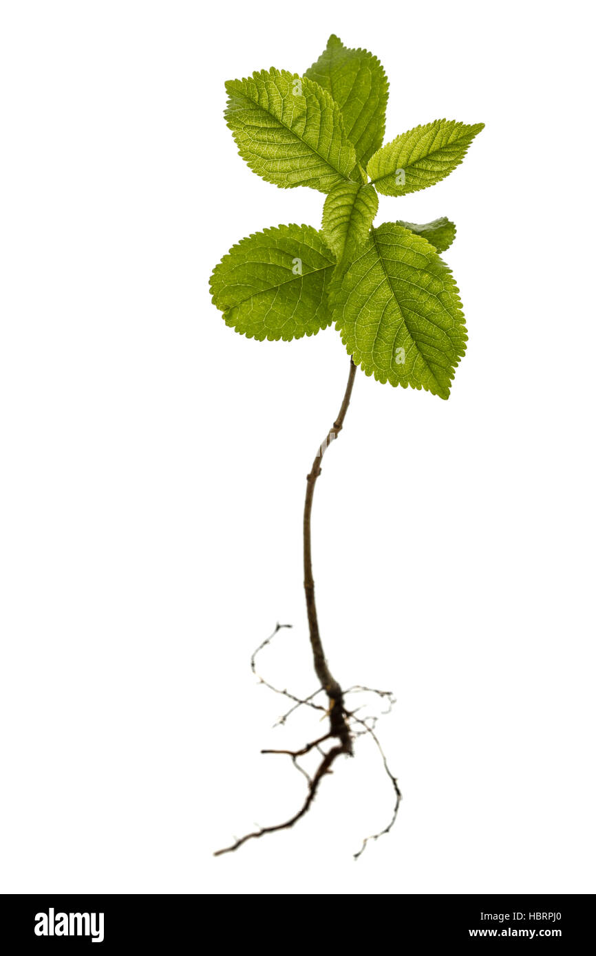 Seedling isolated on white background Stock Photo - Alamy