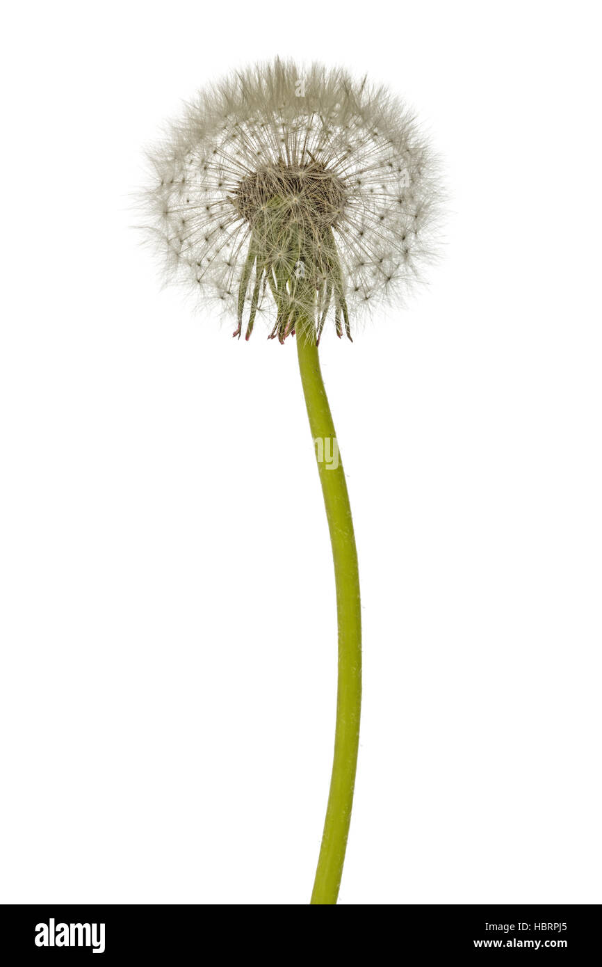 Old dandelion isolated on white background Stock Photo - Alamy
