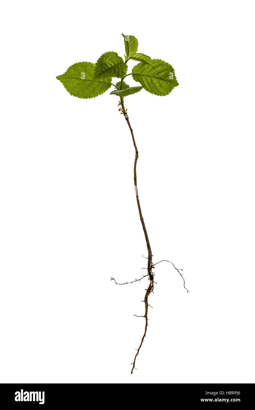 Seedling isolated on white background Stock Photo - Alamy