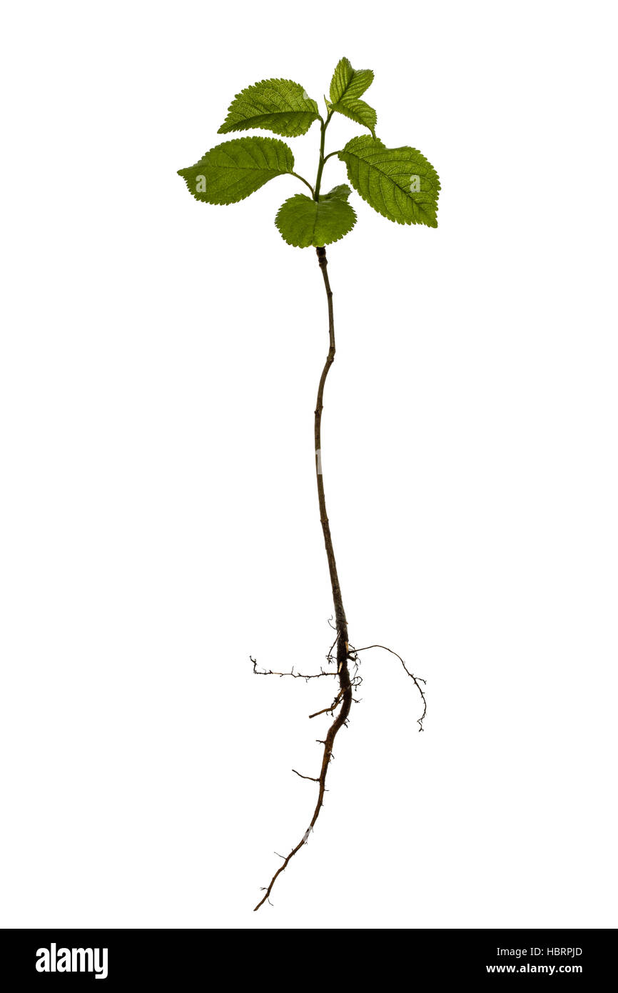 Seedling isolated on white background Stock Photo - Alamy