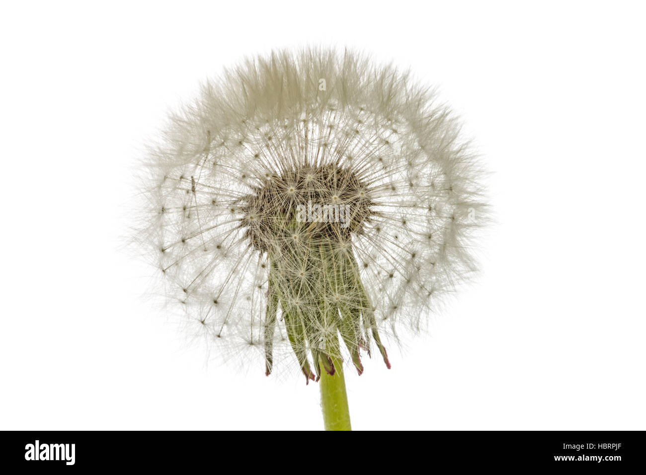 Old dandelion isolated on white background Stock Photo - Alamy