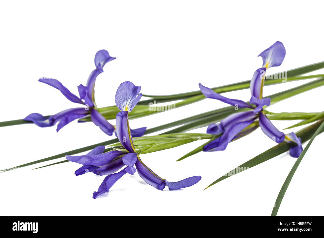 Bouquet iris flowers on Cut Out Stock Images & Pictures - Alamy